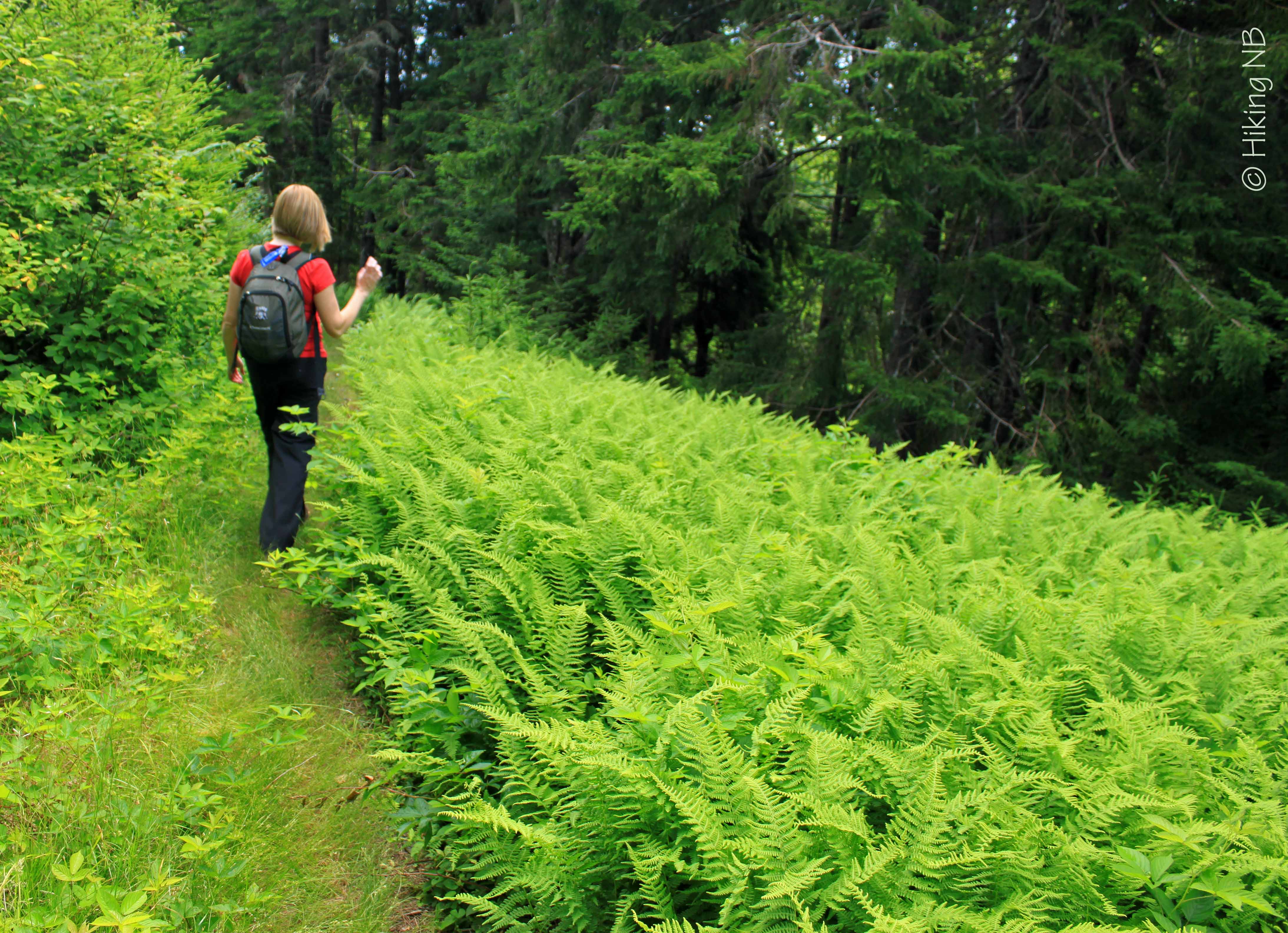 Ferns ferns