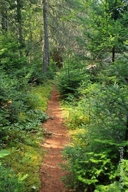 Wooded Trail