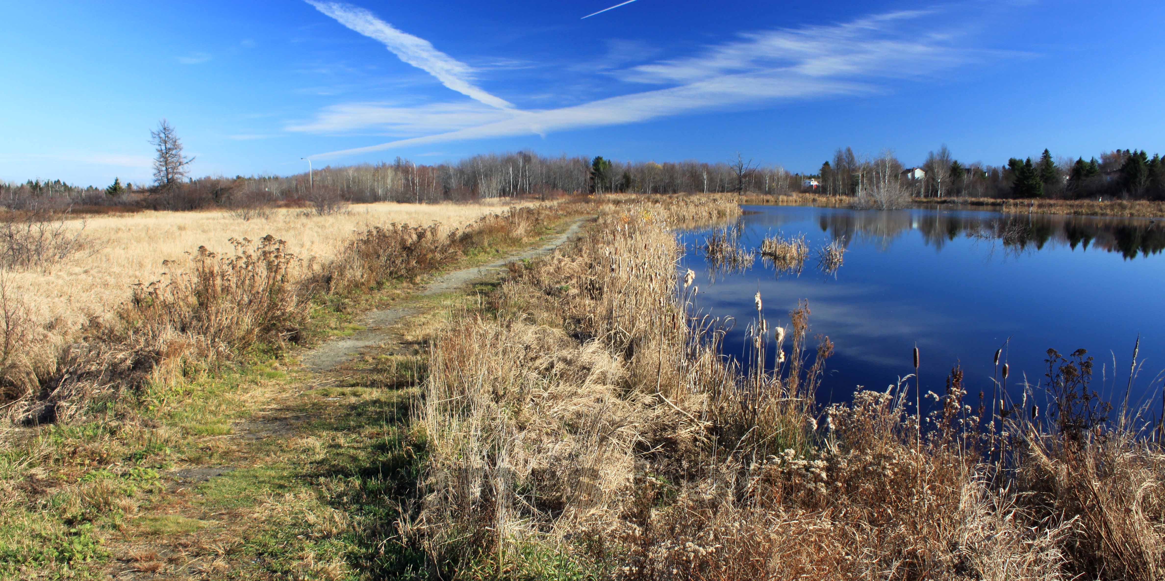 Trail and Pond