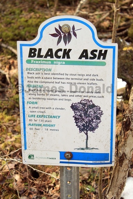 Black Ash Sign